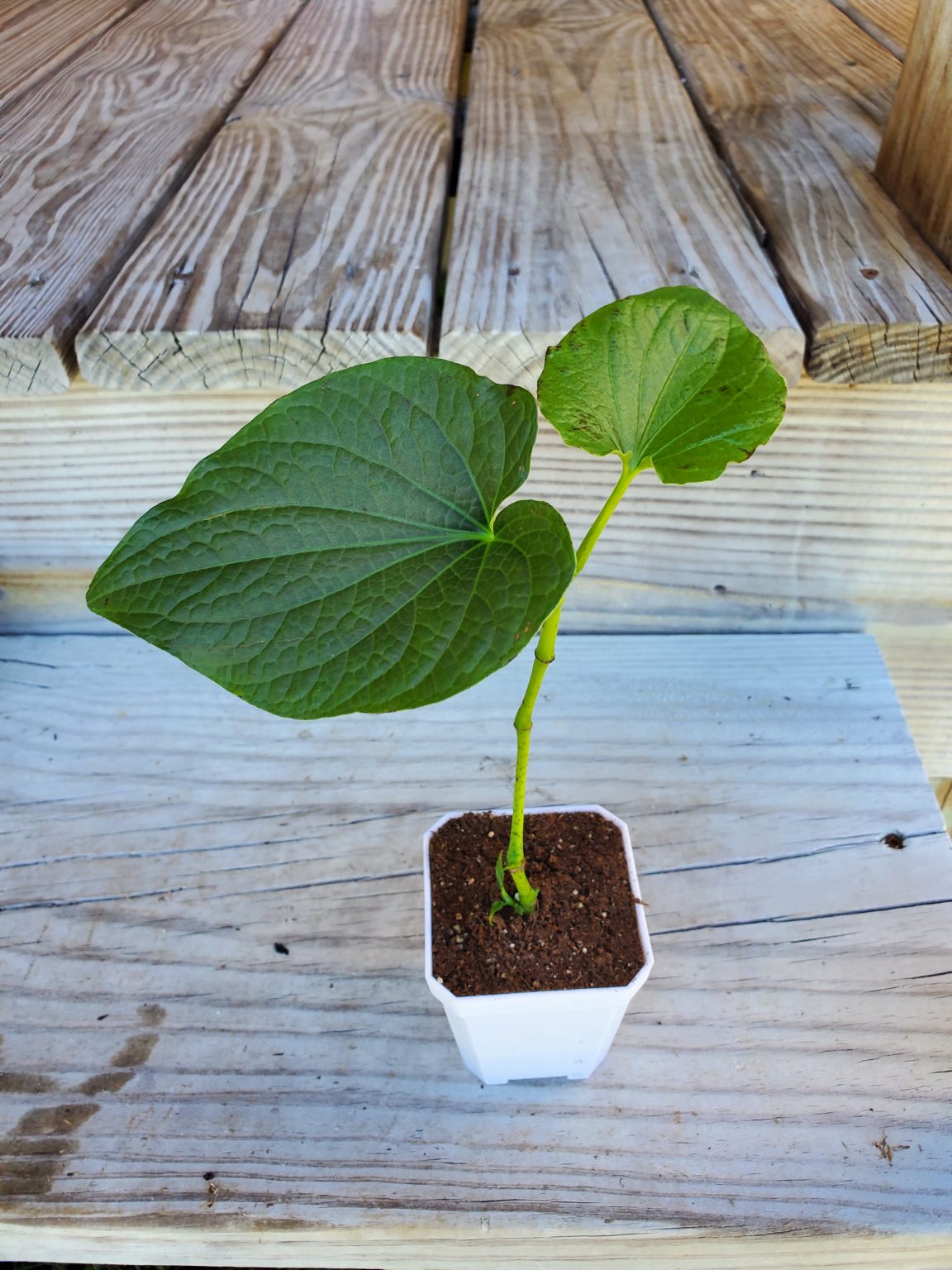 Piper Methysticum (Kava Kava) “ISA Strain” – LARGE SIZE Live Plant ...
