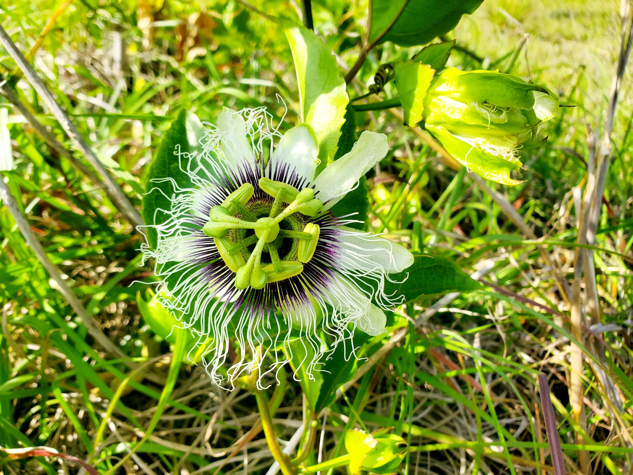 Passiflora Edulis seeds | World Seed Supply