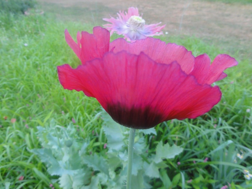 Pepperbox Poppy seeds | World Seed Supply