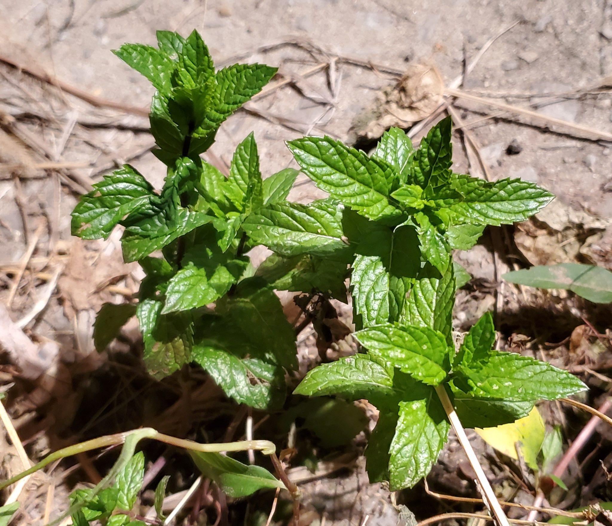 Spearmint Seeds World Seed Supply