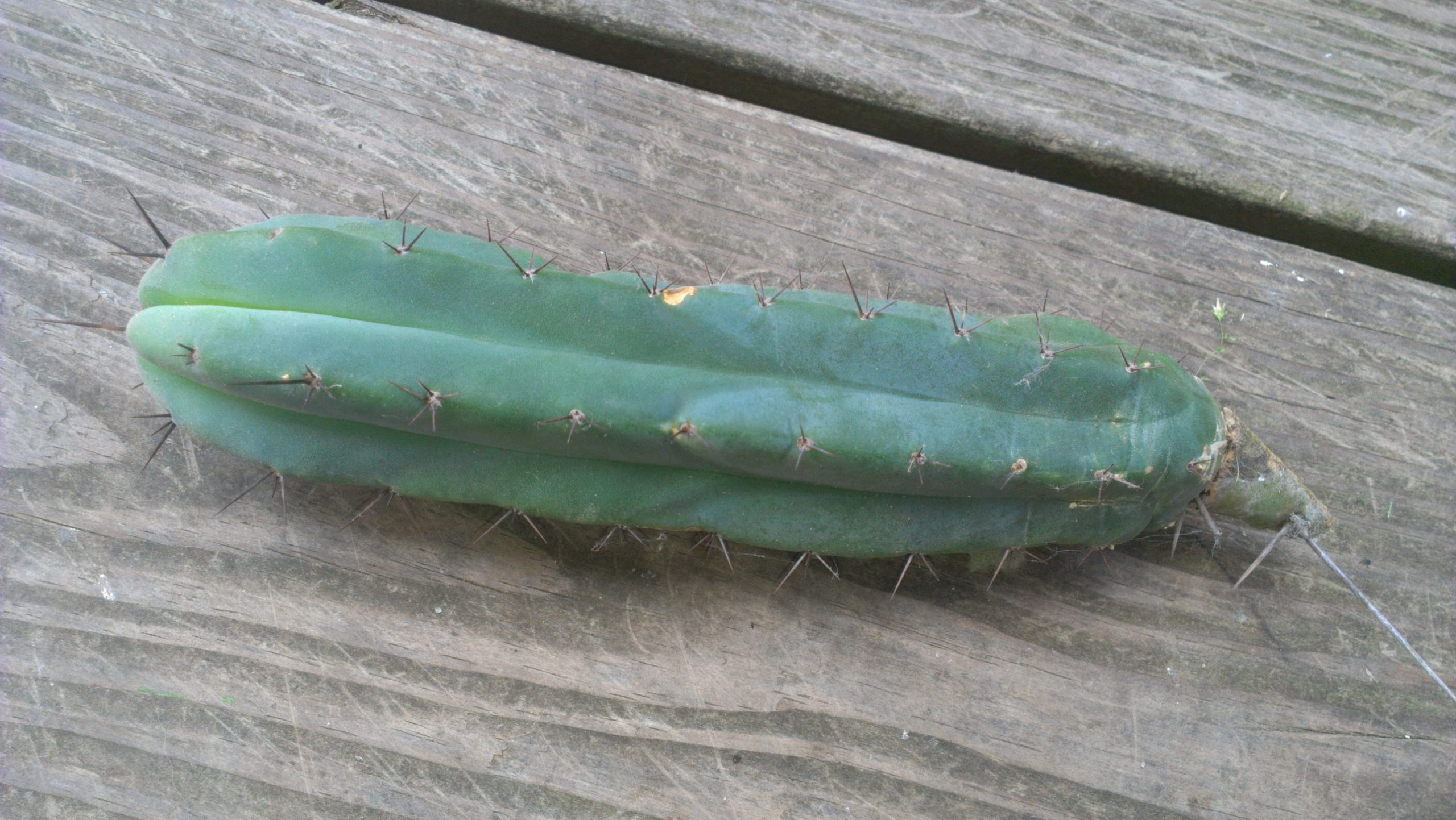 12" Trichocereus Bridgesii | World Seed Supply