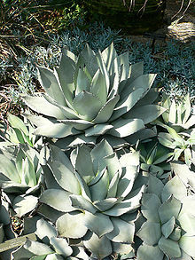 Agave Parryi (Mescal Agave) Seeds | World Seed Supply