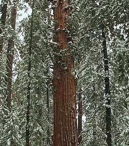 Giant Sequoia seeds | World Seed Supply