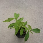 Exotic Seeds, Botanicals, Cacti and More!