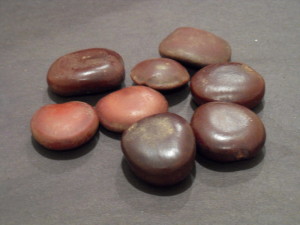 Entada Rheedii seeds | World Seed Supply