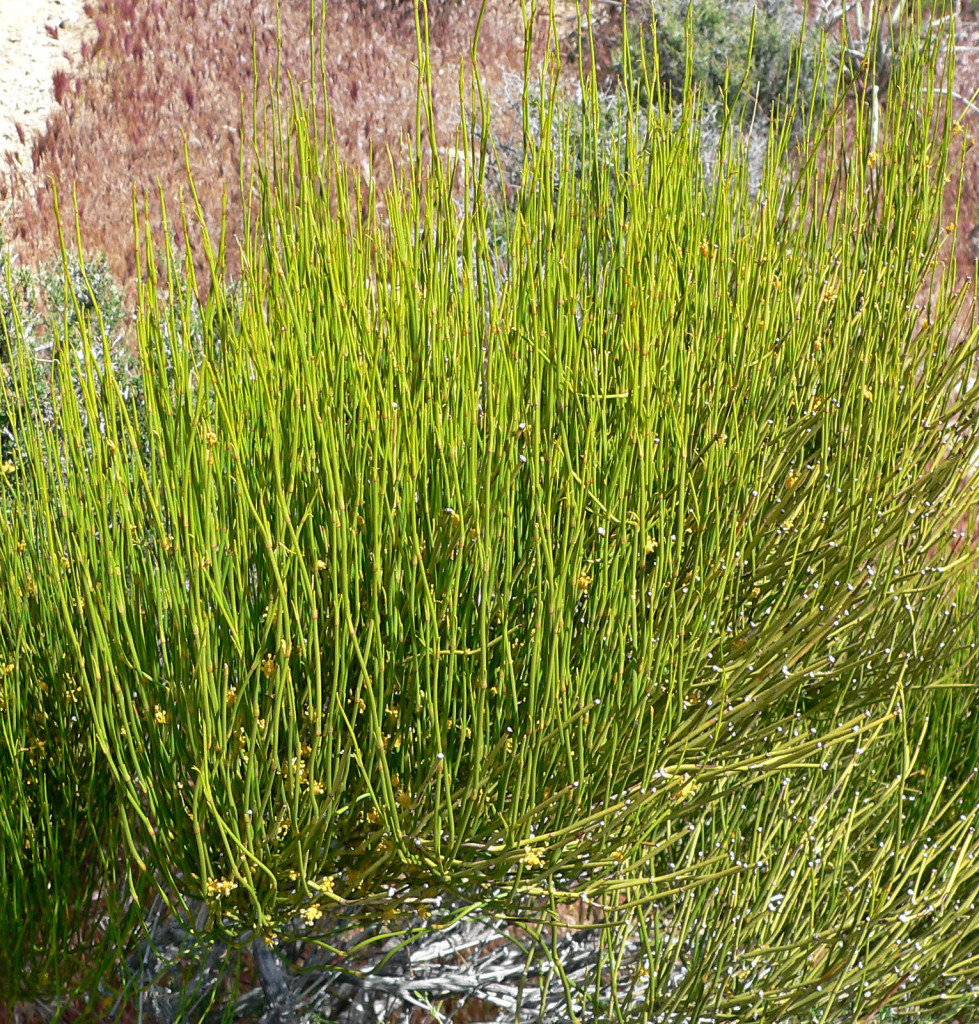 Ephedra Viridis seeds | World Seed Supply