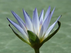 Blue Lotus seeds | World Seed Supply
