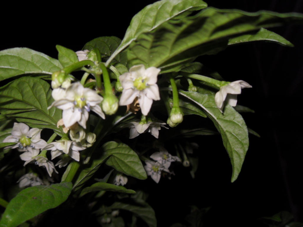 Red_Savina_Blooms | World Seed Supply