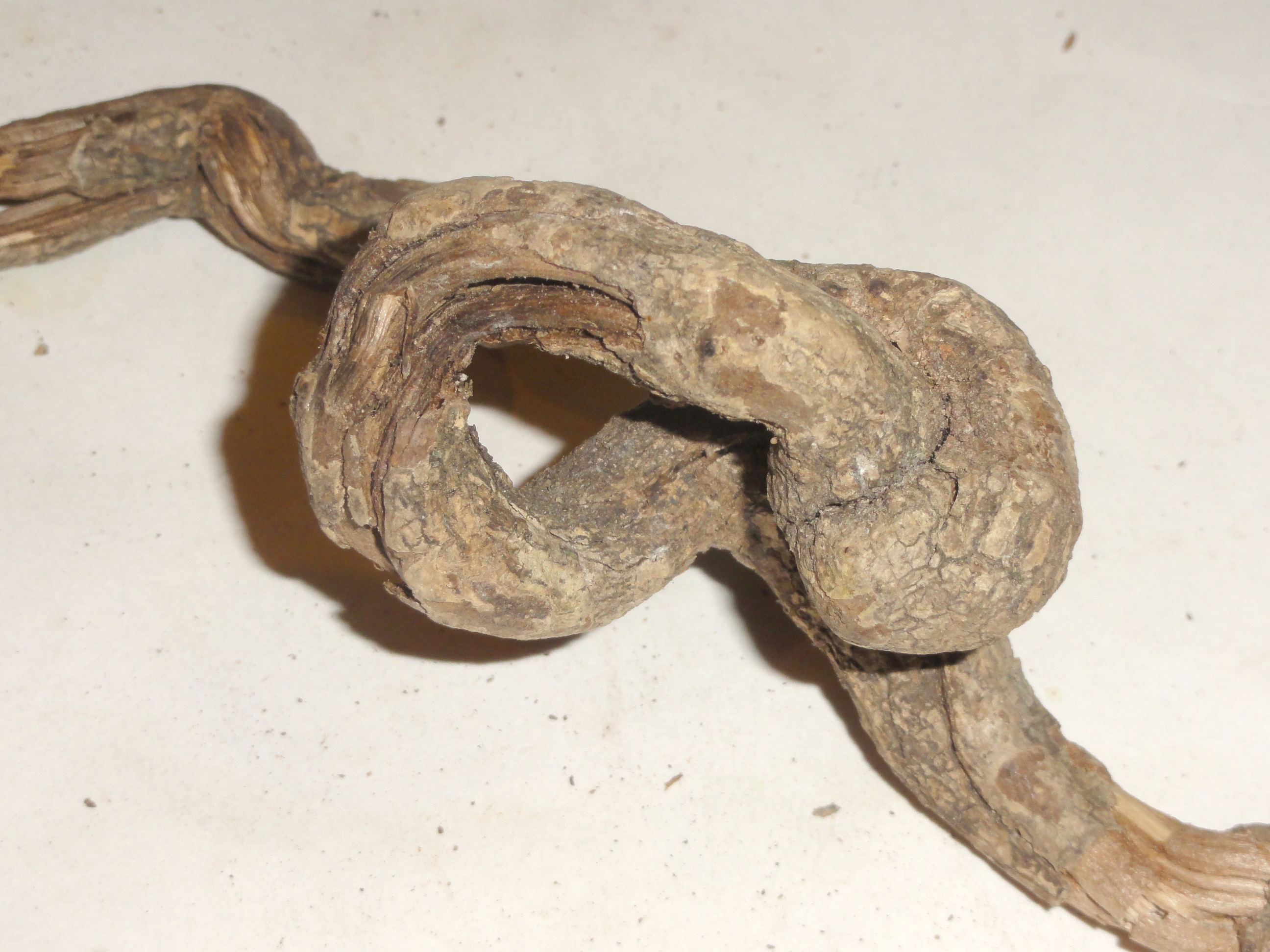 White Yage Seeds | World Seed Supply