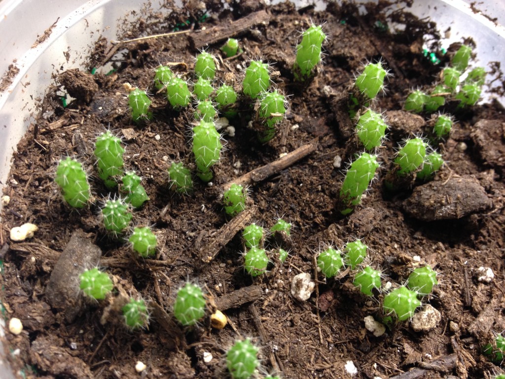 Trichocereus SS02 x “Kimura’s Spiny Giant” Hybrid Seeds | World Seed Supply