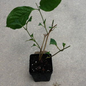 Banisteriopsis Muricata (Red Caapi / Yage) – Live Plant – FREE SHIPPING ...