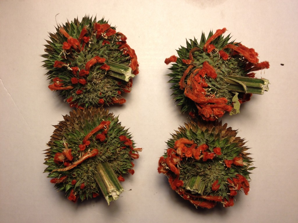 Klip Dagga Flower Pods | World Seed Supply