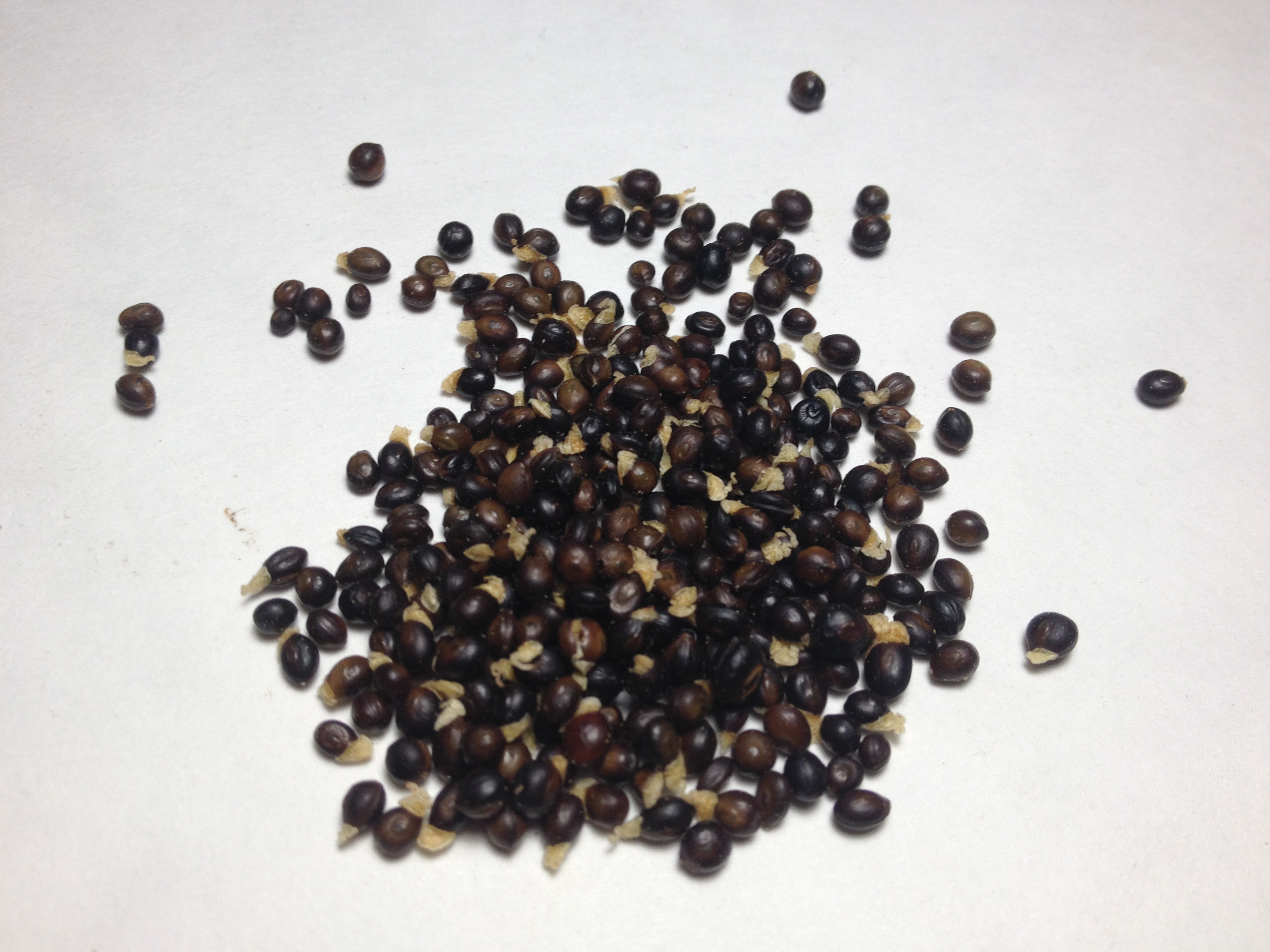 Acacia Acuminata ssp. Burkittii Seeds | World Seed Supply