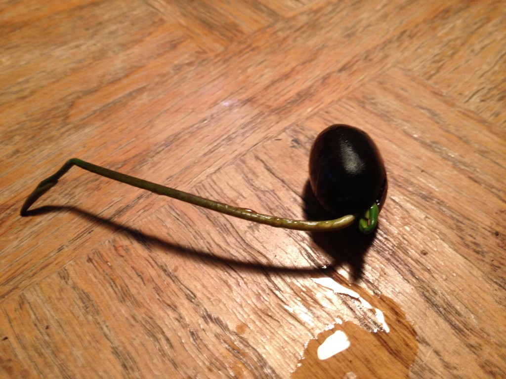 Red Lotus Seeds | World Seed Supply