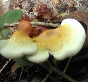 Yellow Reishi Mushroom Culture | World Seed Supply