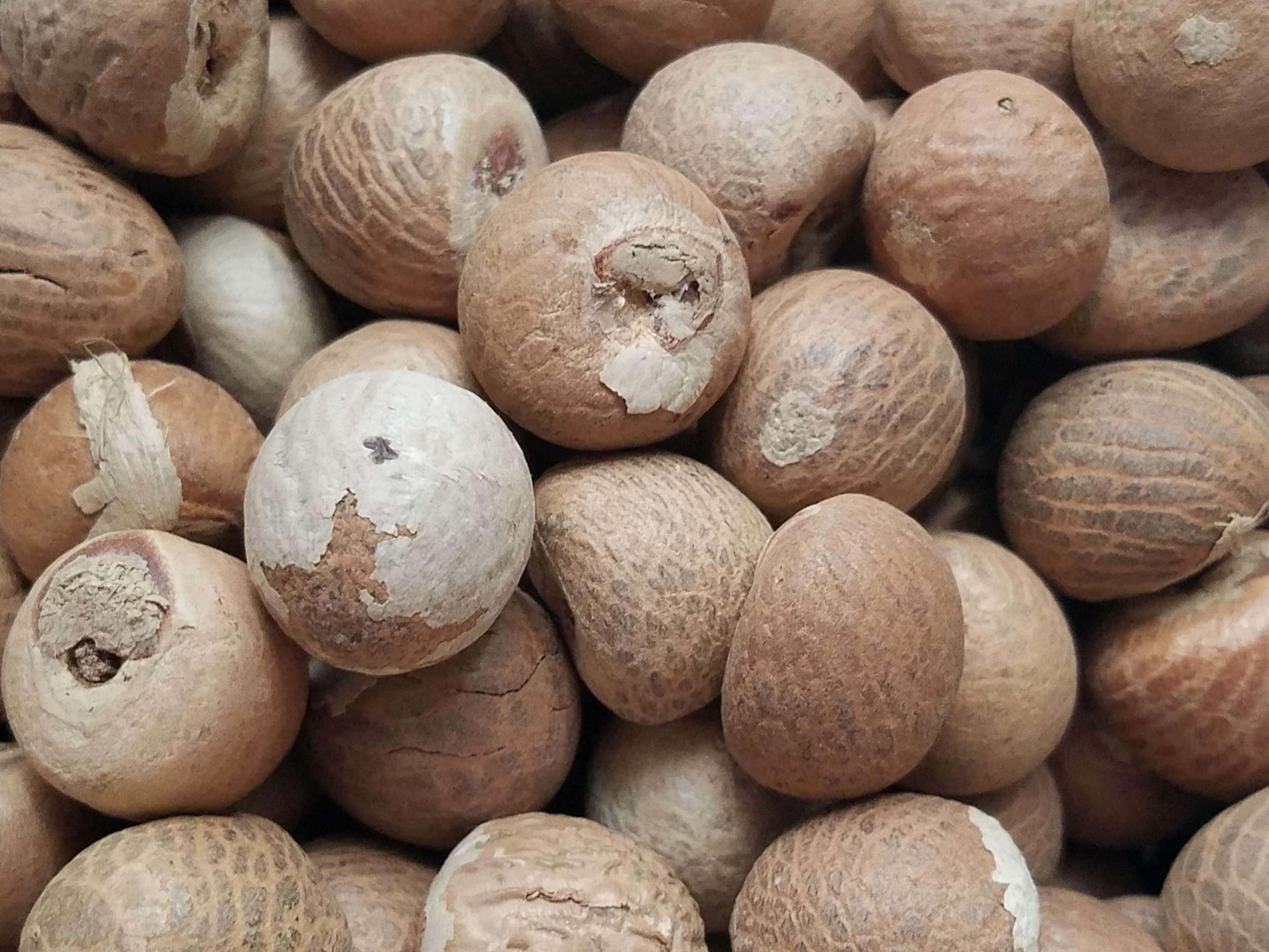 1 Kilogram World Seed Supply