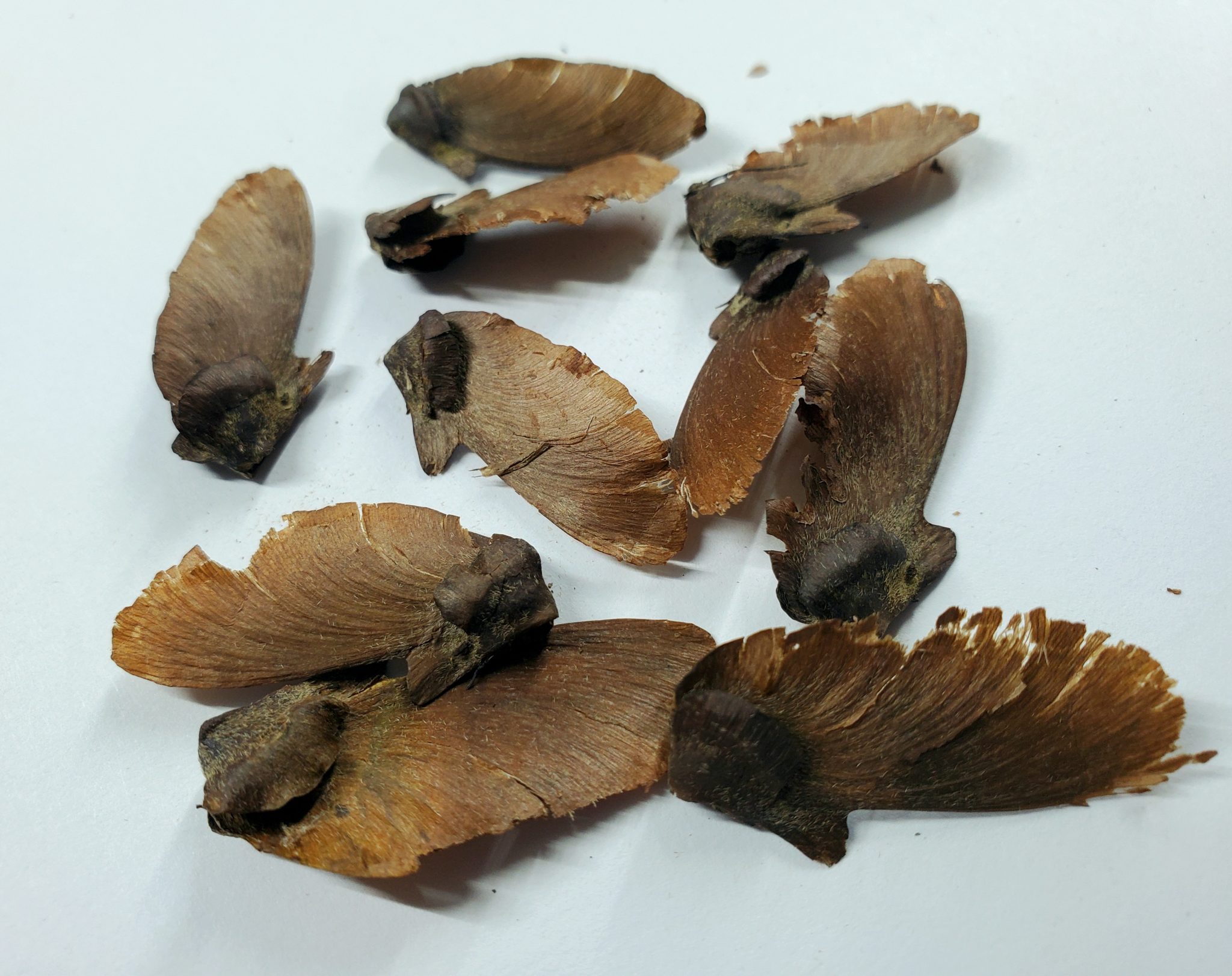 Diplopterys Cabrerana (Chaliponga) – LIVE PLANT | World Seed Supply