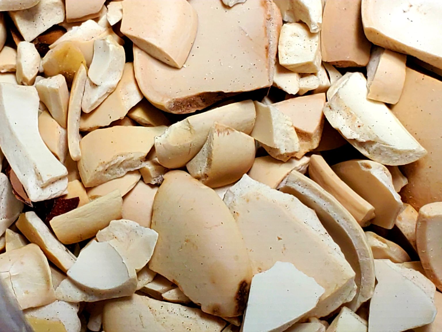 Entada Rheedii (African Dream Herb) Seed Hearts (WHOLESALE) | World ...