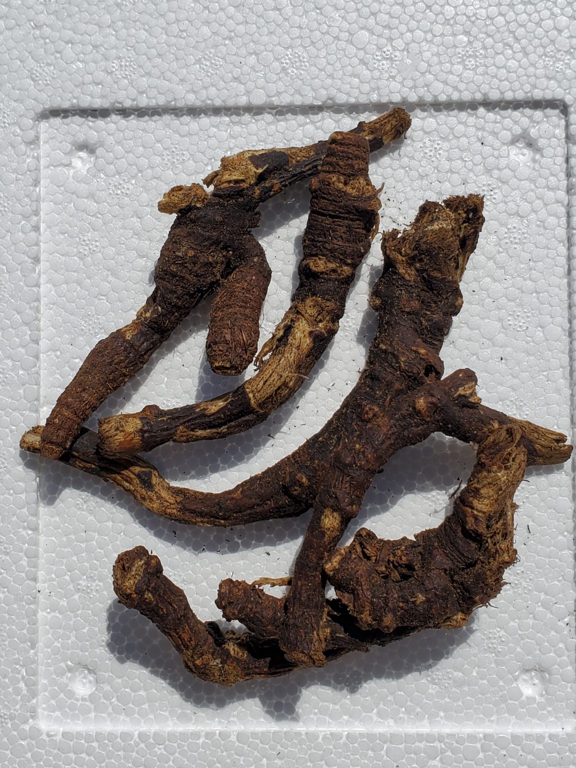 Ligusticum Porteri (Osha Root) – Ethically Wildcrafted | World Seed Supply