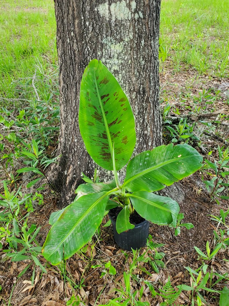 Musa Acuminata (Grand Nain Banana) – LARGE LIVE PLANT | World Seed Supply