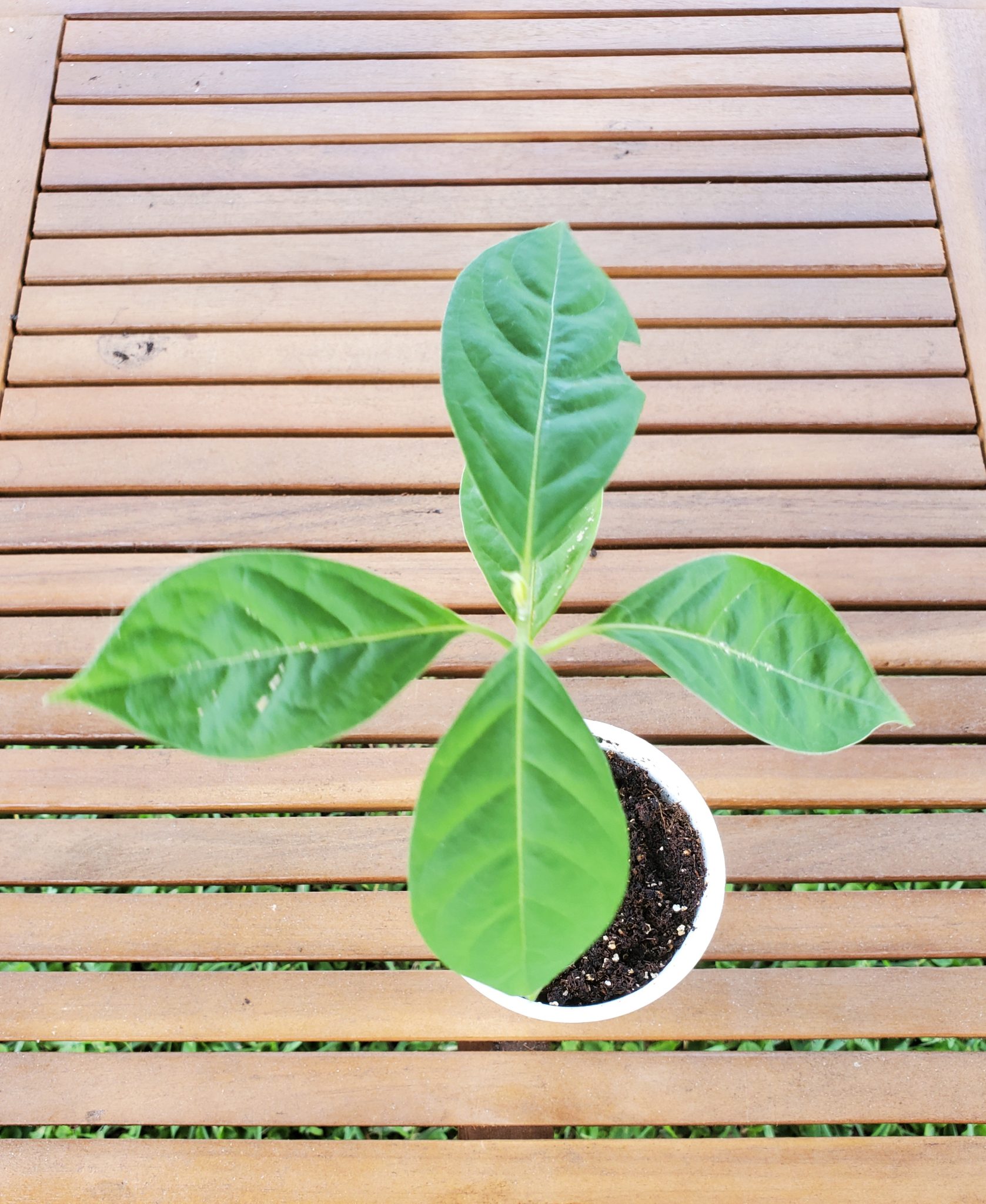 Banisteriopsis Caapi “Peruvian Yellow” (Yage) LIVE PLANT | World Seed ...