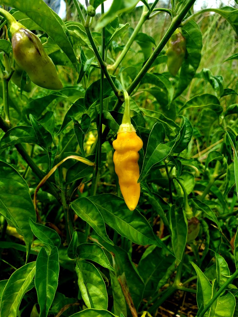 Datil Pepper Heirloom Seeds