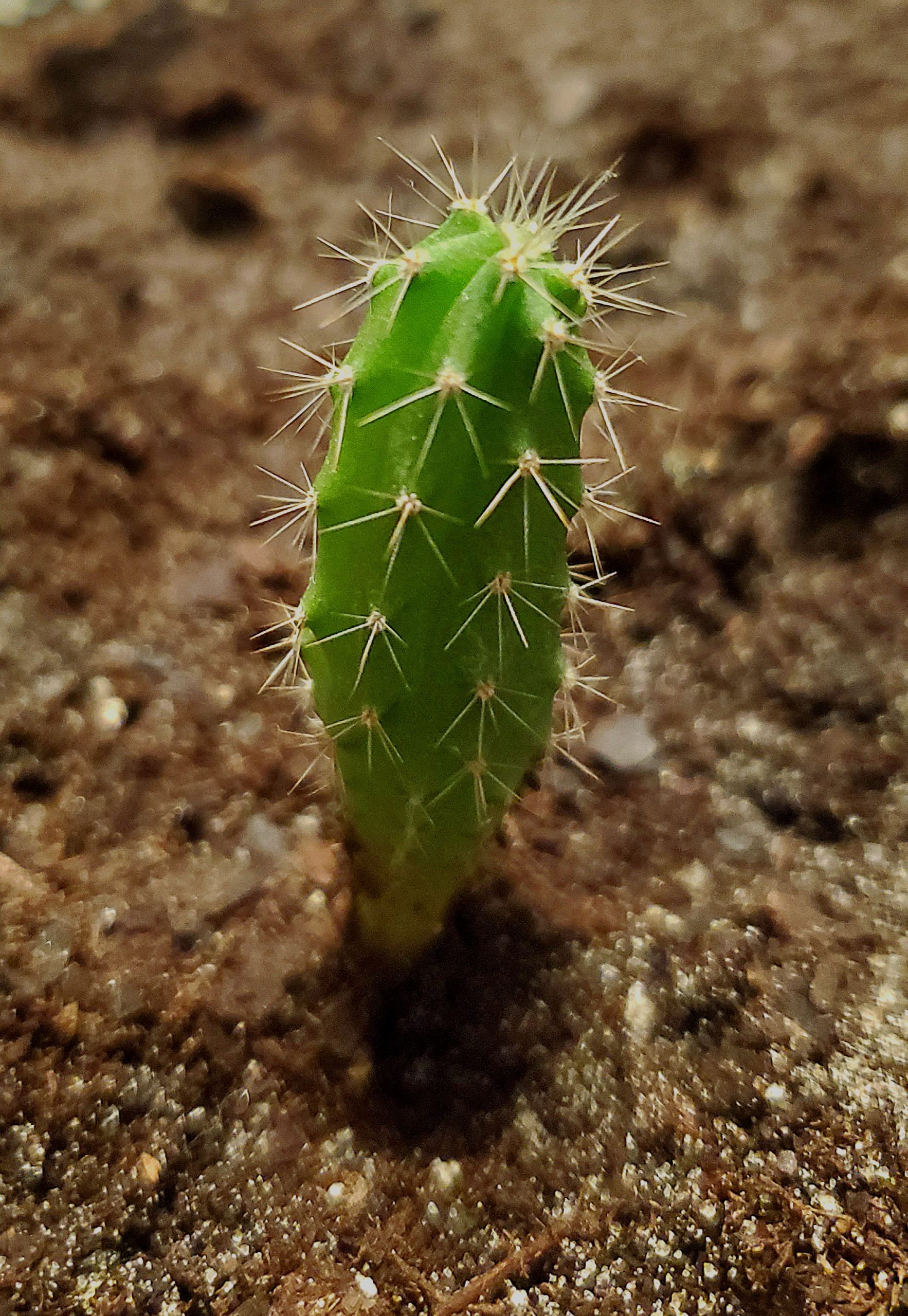 Trichocereus Peruvianus var Tarma (kk2148 Peruvian Torch) LIVE Cactus ...